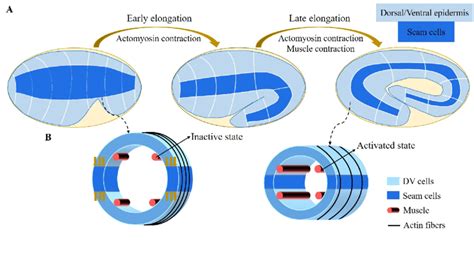 A Overview Of C Elegans Embryonic Development Three Epidermal Cell Download Scientific