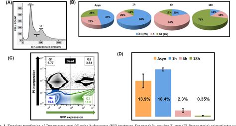 figure 1 from optimising genetic transformation of trypanosoma cruzi using hydroxyurea induced