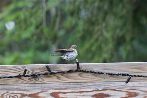 Premium Photo Bird Perching On A Table