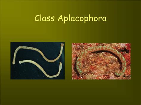 Ppt Phylum Mollusca Powerpoint Presentation Free Download Id2404073