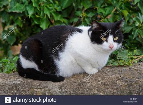 What Breed Is A Black And White Spotted Cat At Louis Tillmon Blog