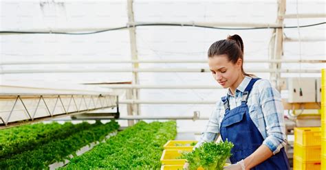 제복을 입은 젊은 온실 노동자가 농장에서 상추를 집어 들고 시장 판매를 위해 노란색 플라스틱 상자에 넣습니다 사진 Unsplash의 수경 법 이미지