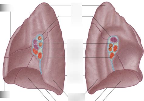 Diagram Of Lung Features Quizlet