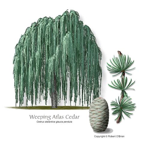 Selectree A Tree Selection Guide Artofit Selectree A Tree Selection Guide Artofit