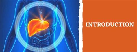 Automatic Liver Segmentation — Part 1 4 Introduction By Mohammed El