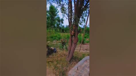 بابا طالب😰 Youtube