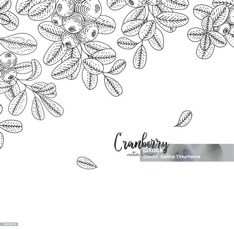 흰색 배경에 고립 된 크랜베리와 손으로 그린 그림 건강과 아름다움 자연 제품의 패키지 디자인 Engreved 딸기와 자세한 프레임입니다 메뉴 프로 모션 포장지 포장 하는