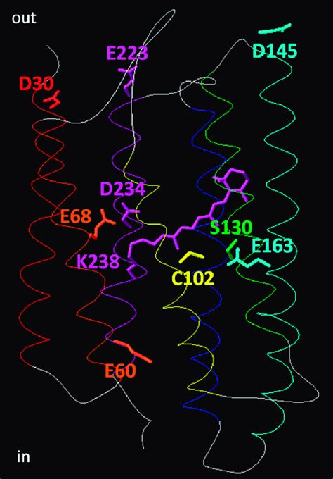 fig s4 gtacr1 homology model built by the robetta server
