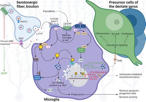 Frontiers Microglia Function On Precursor Cells In The Adult Hippocampus And Their