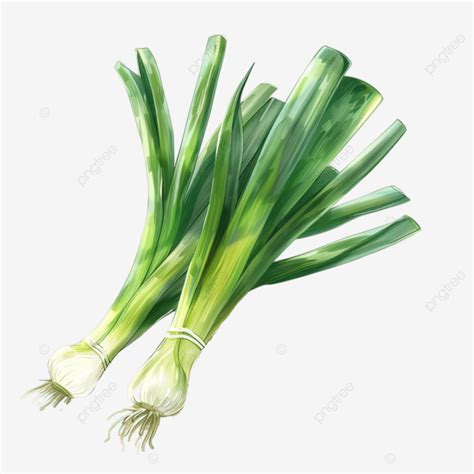 부추 야채 채식주의 음식 그림 일부분 주방 목초 Png 일러스트 및 이미지 에 대한 무료 다운로드 Pngtree
