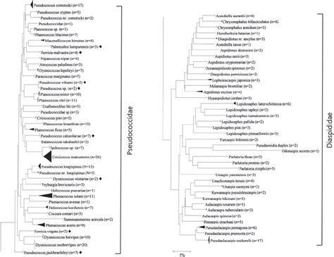 a compressed nj tree of coi sequence divergences k2p in 75 mealybug