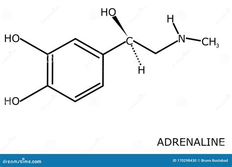 Adrenaline Molecule Structure With Its Name Isolated On White Background Stock Illustration