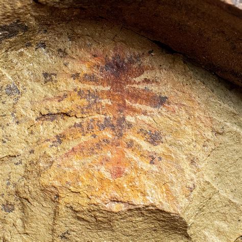 Ordovician Cactus Lobopod Diania The Natural Canvas