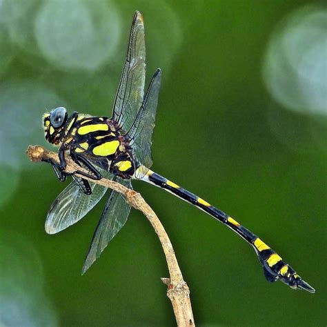 Filecommon Clubtail Dragonfly Wikimedia Commons
