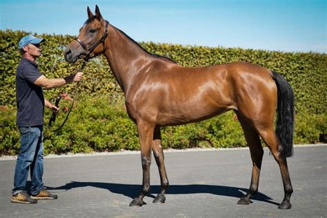 Sundus Al Shahania Stud