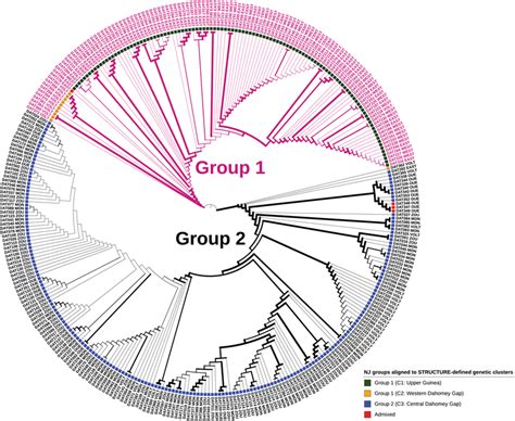 Neighbor Joining Nj Tree‐based Phylogenetic Relationship Among The