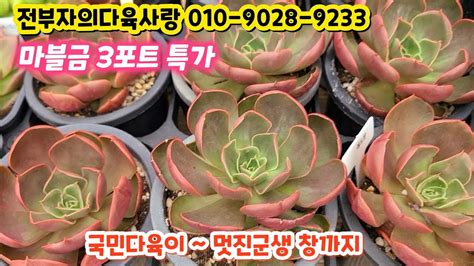 국민다육이 멋진 군생 창 마블금 특가 3포트1만5천 Youtube