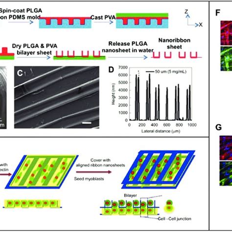 Soft Lithography Microfabrication Techniques To Generate Patterned Download Scientific Diagram