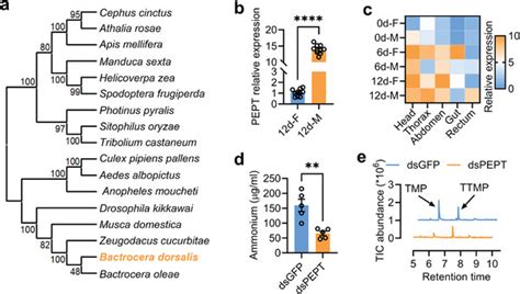 The Sexual Dimorphism In Rectum And Protein Digestion Pathway Influence Sex Pheromone Synthesis