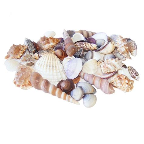 Mixed Shells Pack 900g Multi Sensory Toys And Equipment Creative Activity