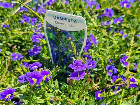 Dampiera Diversifolia Wholesale Nursery Nurseries In Melbourne
