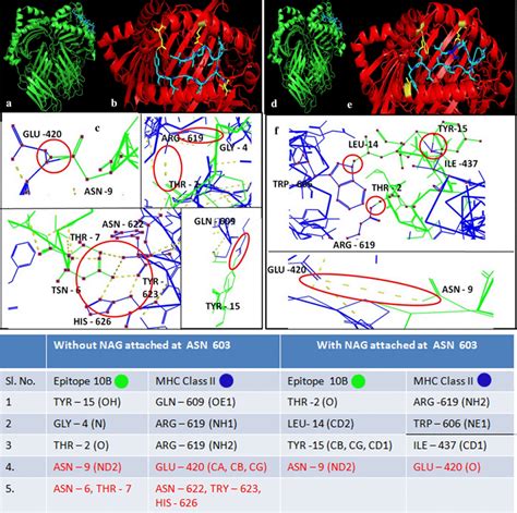 effect of epitope glycosylation on mhc class ii epitope 10b binding
