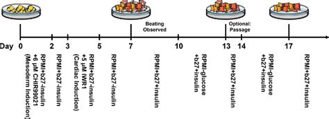 Timeline Of Hipsc Cm Differentiation Protocol And Subsequent Glucose