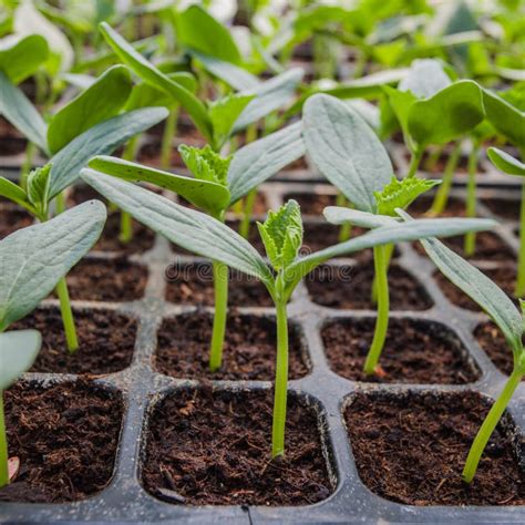 Cucumber Seedling Stock Image Image Of Countryside Leaf 31703083