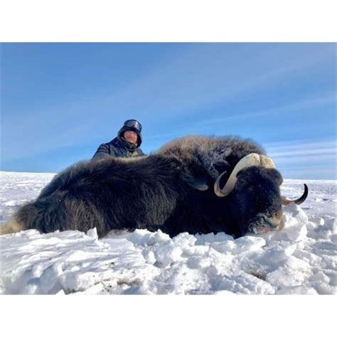 Northwest Territories 6 Day Musk Ox Hunt For One Hunter