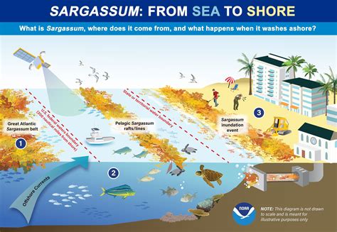 Sargassum From Sea To Shore