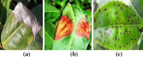 Tea Leaf Dataset Images A Tea Leaf Blight B Tea Red Leaf Spot And C Download Scientific