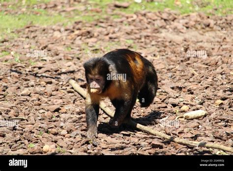 Closeup Shot Of Tufted Capuchins Or Brown Capuchin Sapajus Apella In
