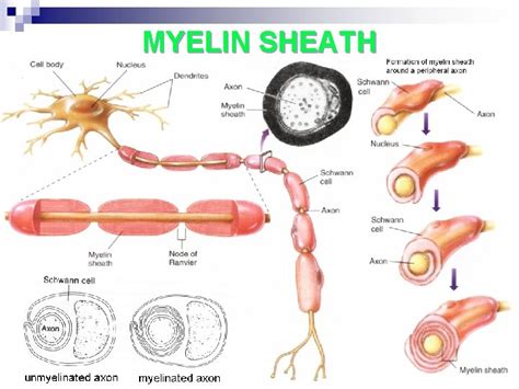 Physiology 1 Nerve And Muscle Dr Abdelaziz Hussein