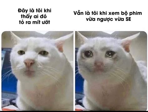 Meme Mèo Cute Siêu Dễ Thương 333 Ảnh Chế Hài Hước Nhất