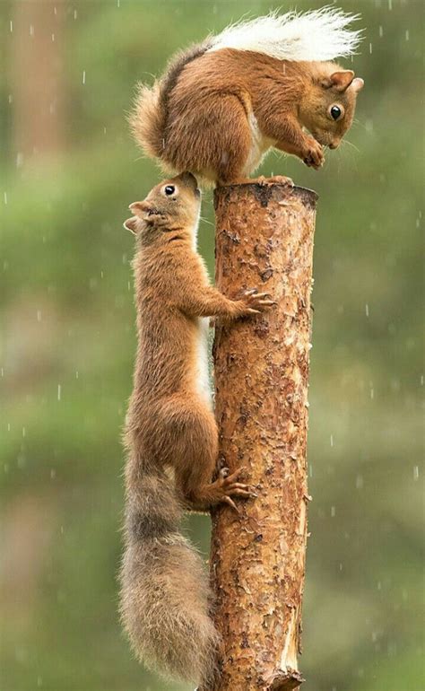 Adorable Squirrels Climbing A Tree Trunk