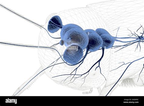 Grasshopper Brain Illustration The Nervous System Of An Insect