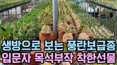생방으로 보는 풍란보급종 입문자 목석부작 착한선물 어버이날 선물짱 최고 구경오세요가정의달 오월 모두 행복 Youtube