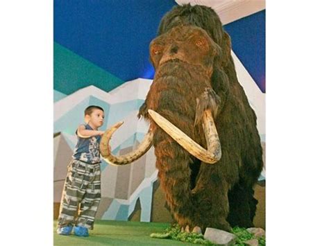 Учени разкриха защо са малки ушите на вълнестия мамут