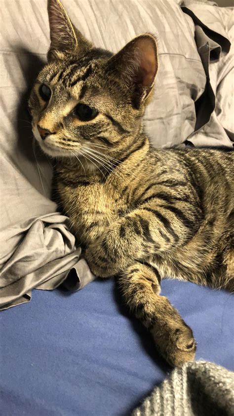 My Bubz Was Being Too Cute Today Had To Share Rcatpictures