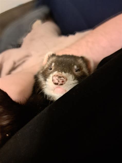 Old Fat Milo Scrolller