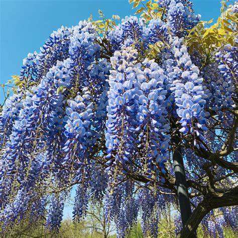 7 Best Blue Moon Kentucky Wisteria Skip The Dead Stick