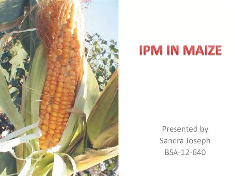 Integrated Pest Management In Maize Pptx Agriculture Industries