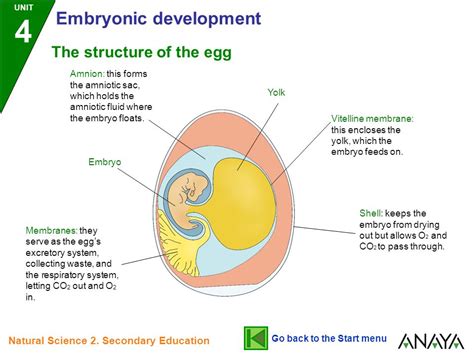 Ovoviviparous Diagram