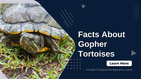 Simon P On Linkedin Facts About Gopher Tortoises
