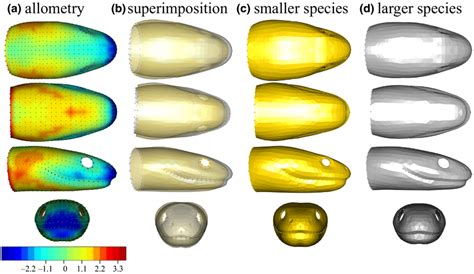 Shape Variation Due To Allometry A Heatmap Of The Deformation From