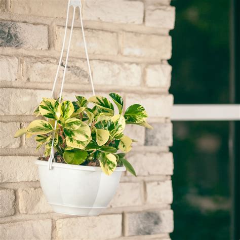 گلدان آویز گل آذین مدل مارانتا گلدان پلاستیکی گل آذین