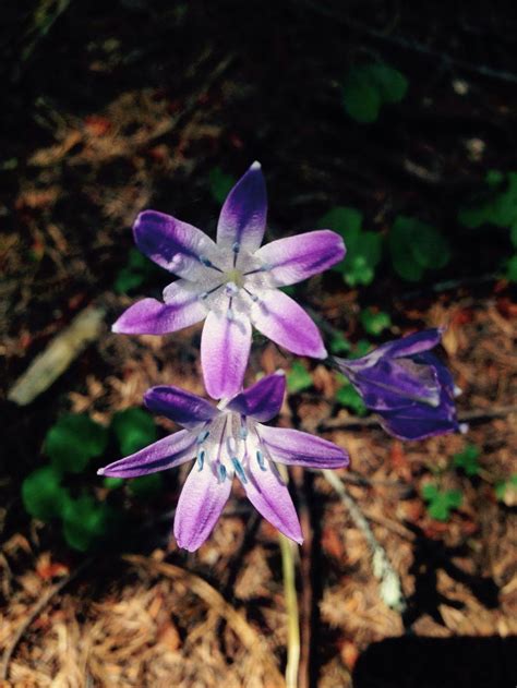 Firecracker Lily Brodiaea In The Plant Id Forum