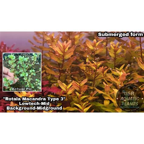 Rotala Macandra Type3 10stems Shopee Philippines