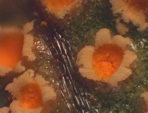 Misidentifying Fungi Violet Rust Is Orange