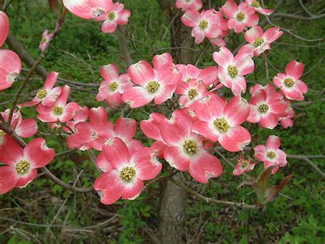 Cornus Florida ‘firebird Ameriški Dren Cvetnik Drevesnica Kurbus StarŠe